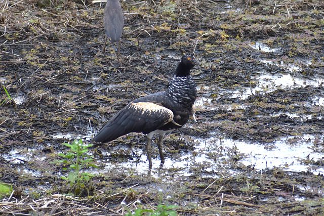 Foto anhuma (Anhima cornuta) Por Nivaldo Sales | Wiki Aves - A ...