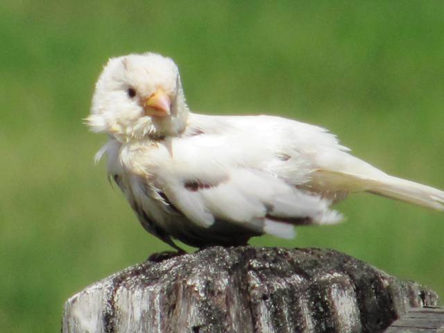 pardal (Passer domesticus) | WikiAves - A Enciclopédia das Aves do Brasil