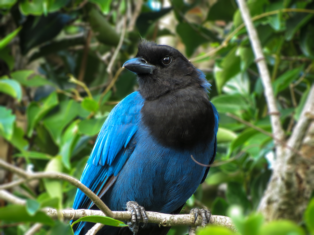 Foto gralha-azul (Cyanocorax caeruleus) Por Rodrigo Pacheco | Wiki Aves ...