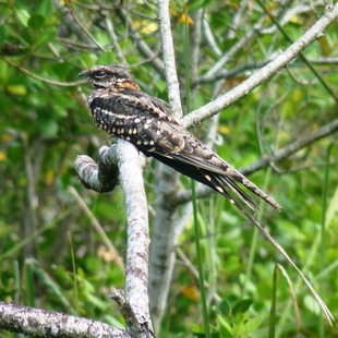 bacurau-tesoura (Hydropsalis torquata) | WikiAves - A Enciclopédia das ...