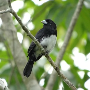 tiê-bicudo (Conothraupis mesoleuca) | WikiAves - A Enciclopédia das ...