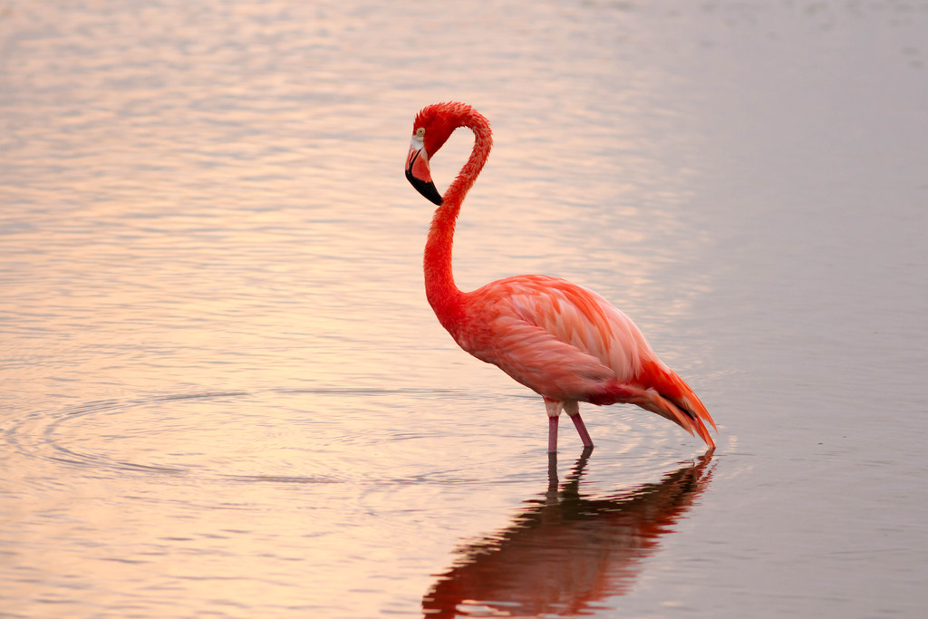 Foto flamingo (Phoenicopterus ruber) Por Sérgio Messias | Wiki Aves - A ...