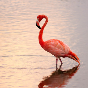 Phoenicopteriformes | WikiAves - A Enciclopédia das Aves do Brasil