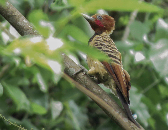 Foto pica-pau-da-taboca (Celeus obrieni) Por Lorena Castilho | Wiki ...
