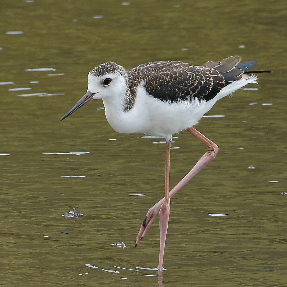 Foto pernilongo-de-costas-brancas (Himantopus melanurus) Por Gilvan ...