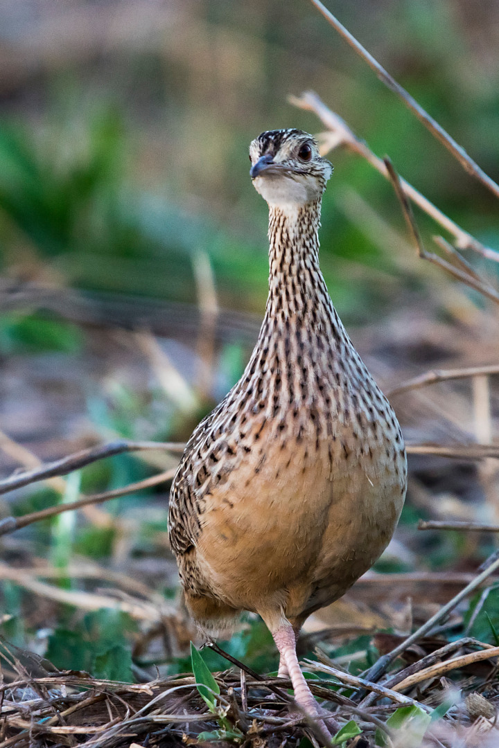 Foto codorna-amarela (Nothura maculosa) Por Ronaldo Francisco | Wiki ...