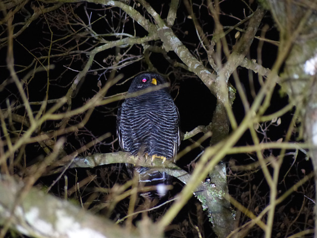 Foto coruja-preta (Strix huhula) Por Luiz Fabiano Baniski | Wiki Aves ...