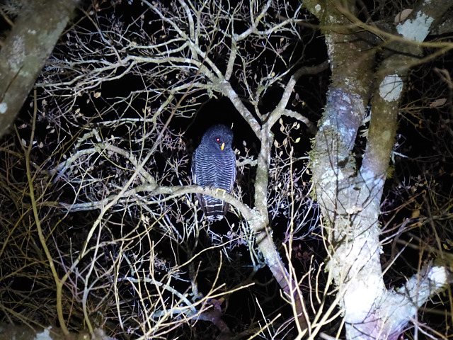 Foto coruja-preta (Strix huhula) Por Luiz Fabiano Baniski | Wiki Aves ...
