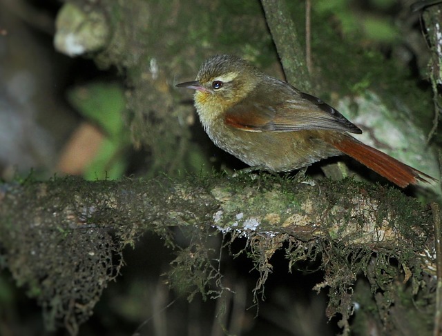 Foto arredio-oliváceo (Cranioleuca obsoleta) Por José Branco | Wiki ...