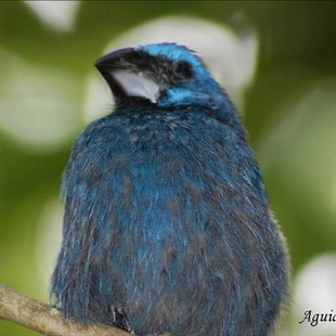 azulão-da-amazônia (Cyanoloxia rothschildii) | WikiAves - A ...