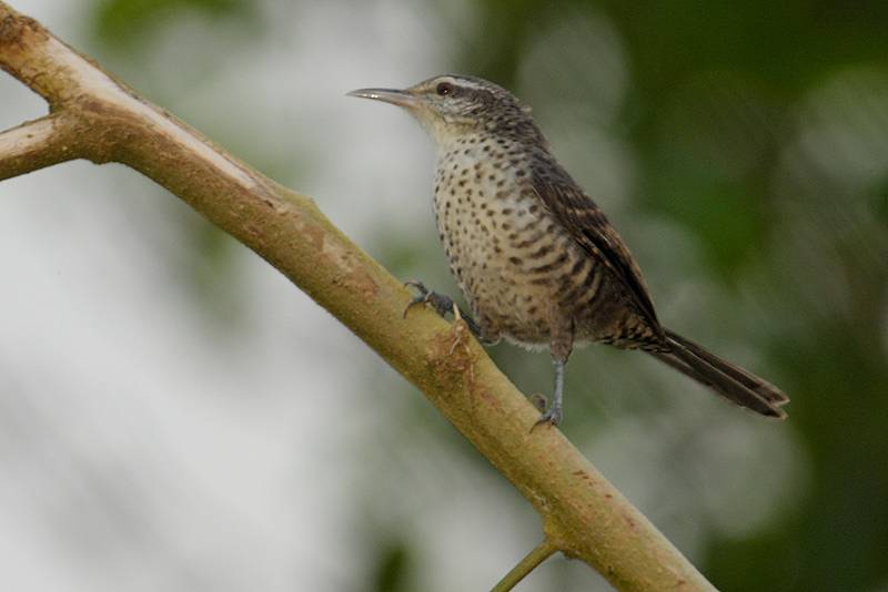 Foto catatau (Campylorhynchus turdinus) Por Joao Quental | Wiki Aves ...