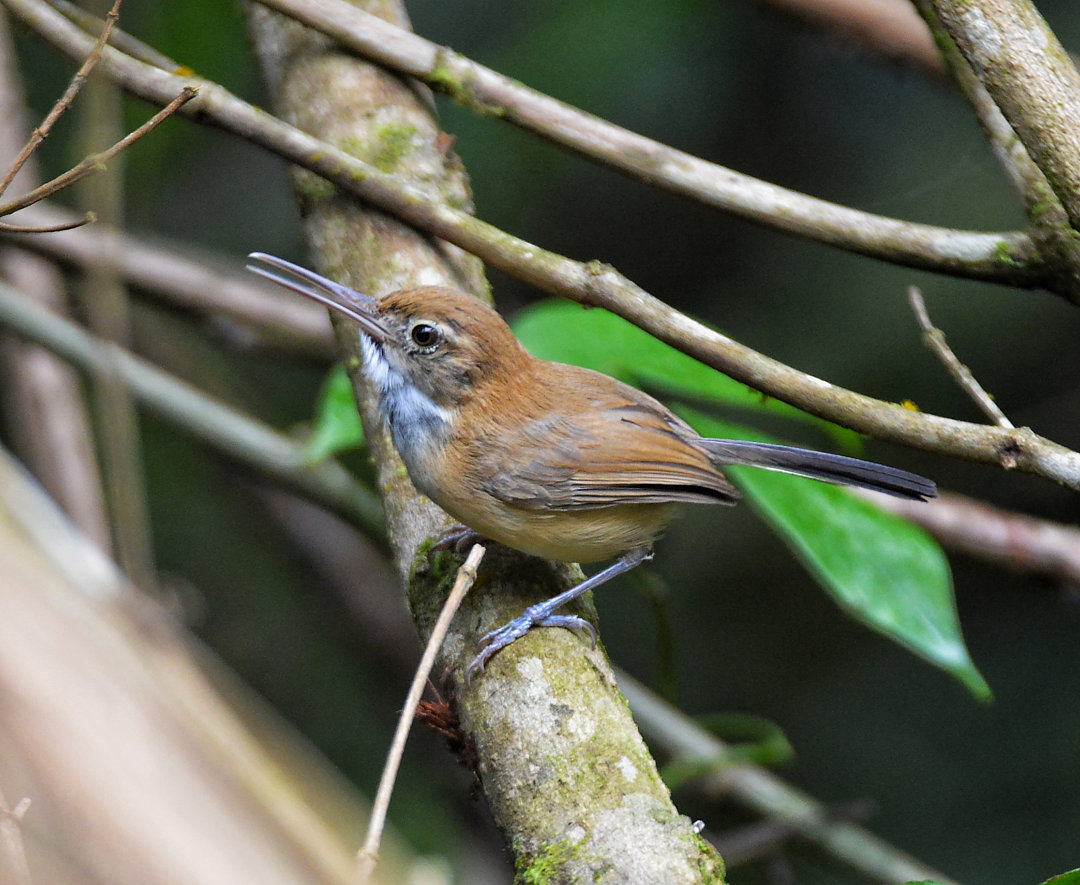 Foto chirito (Ramphocaenus melanurus) Por Fausto Araújo | Wiki Aves - A ...