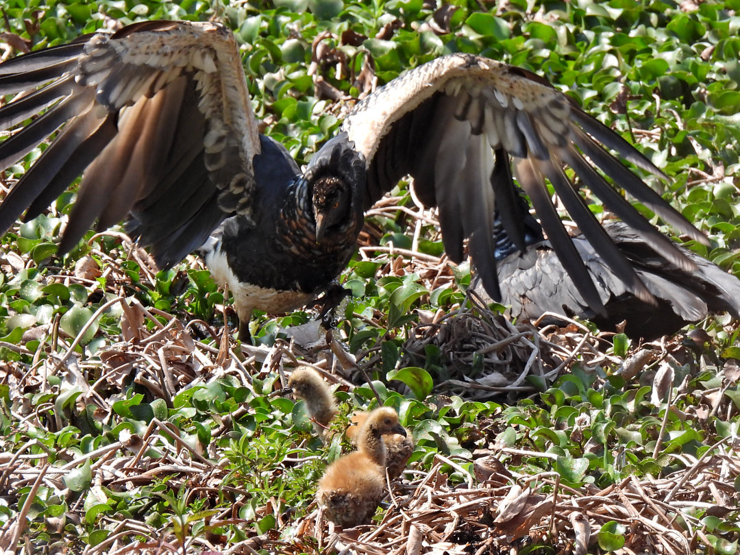 Foto anhuma (Anhima cornuta) Por Cláudio Consonni | Wiki Aves - A ...