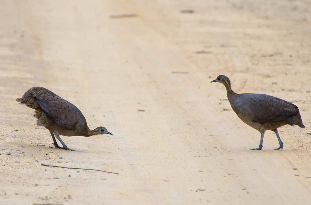 Foto macuco (Tinamus solitarius) Por Marcos Eugênio | Wiki Aves - A ...