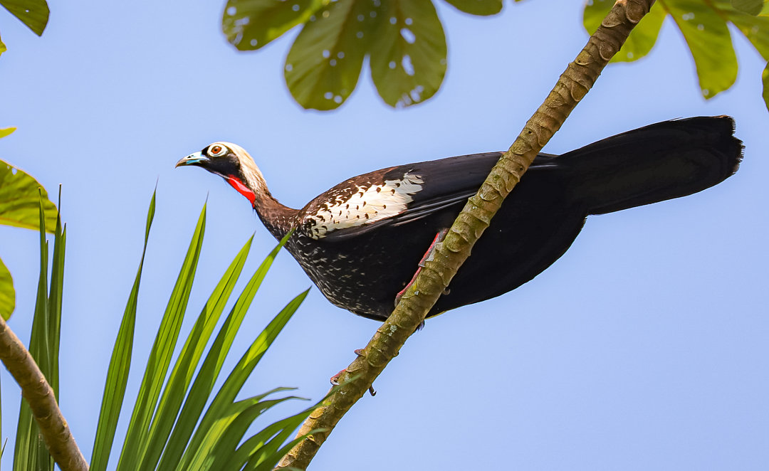 Foto jacutinga (Aburria jacutinga) Por Marcelo Keiser | Wiki Aves - A ...