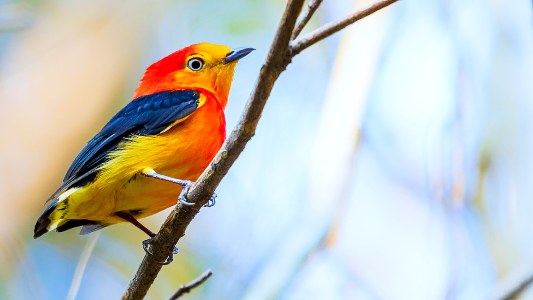 Foto uirapuru-laranja (Pipra fasciicauda) Por Pedro Perez | Wiki Aves ...