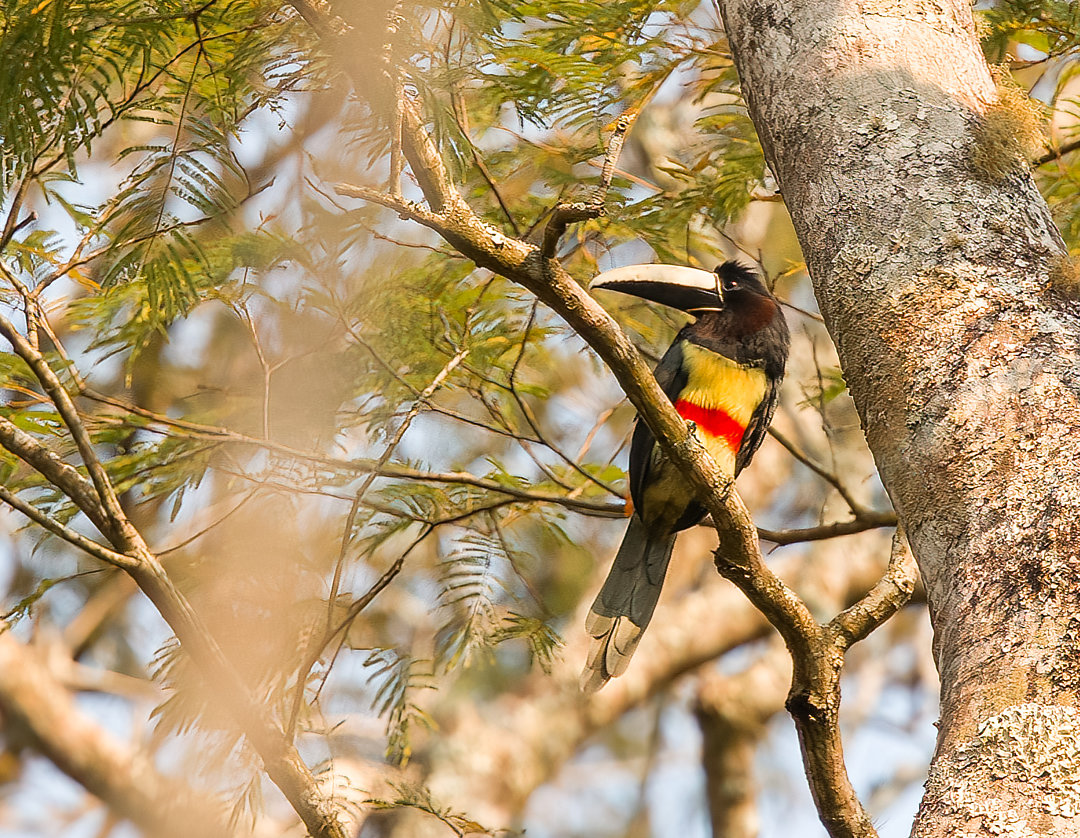 Foto araçari-de-bico-branco (Pteroglossus aracari) Por Mario Polidoro ...