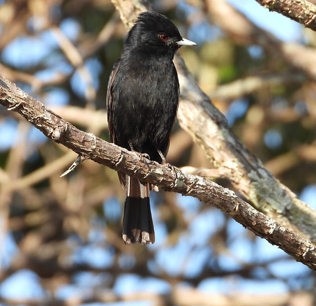 Foto maria-preta-do-nordeste (Knipolegus franciscanus) Por Marcelo ...