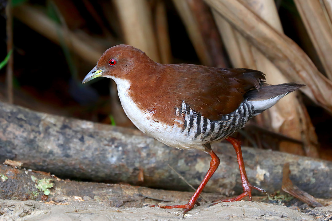 Foto sanã-vermelha (Laterallus leucopyrrhus) Por Lorenzo Palma | Wiki ...
