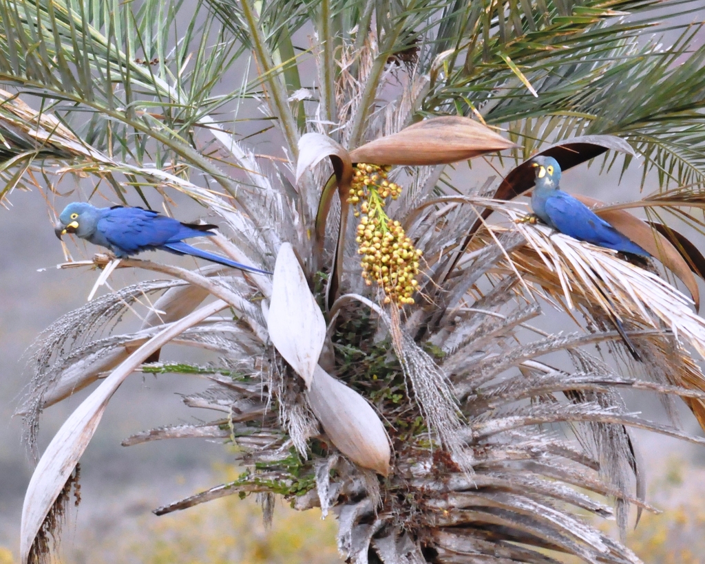 Foto arara-azul-de-lear (Anodorhynchus leari) Por Pedro C. Lima | Wiki ...