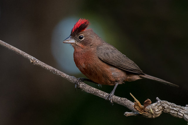 Foto tico-tico-rei (Coryphospingus cucullatus) Por Saulo Gomes | Wiki ...