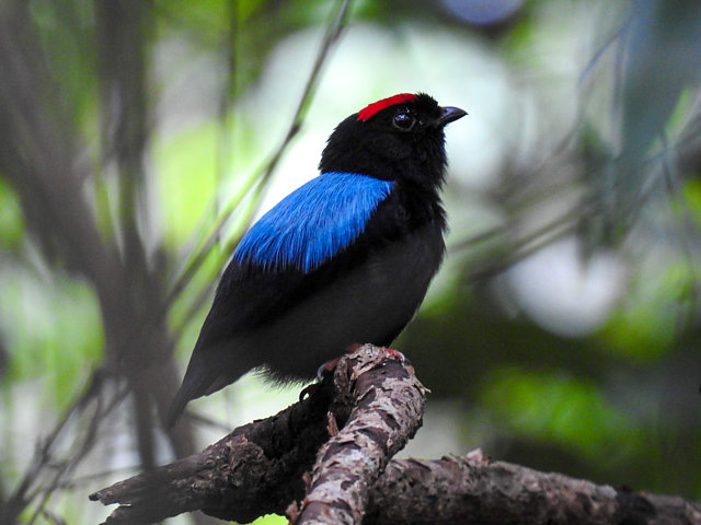 Foto tangará-príncipe (Chiroxiphia pareola) Por Jonas Filho | Wiki Aves ...