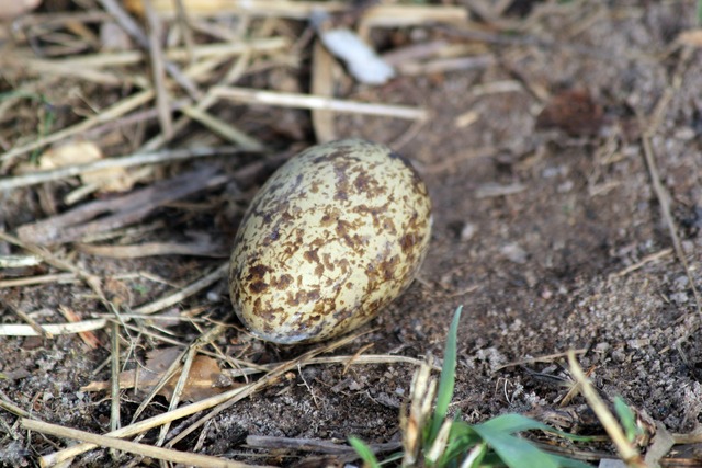 Foto téu-téu-da-savana (Burhinus bistriatus) Por Marcelo Camacho | Wiki ...