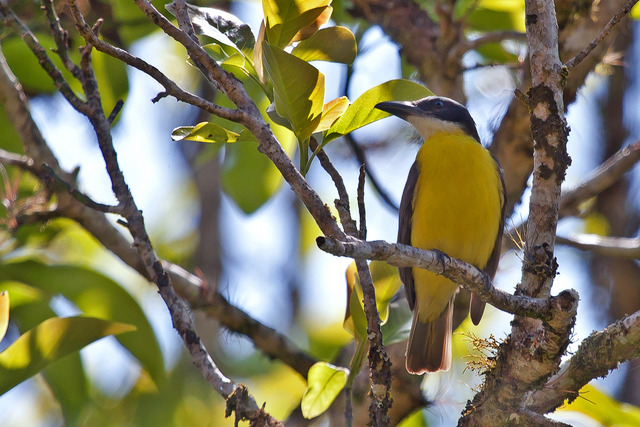 Foto neinei (Megarynchus pitangua) Por Silvana Licco | Wiki Aves - A ...