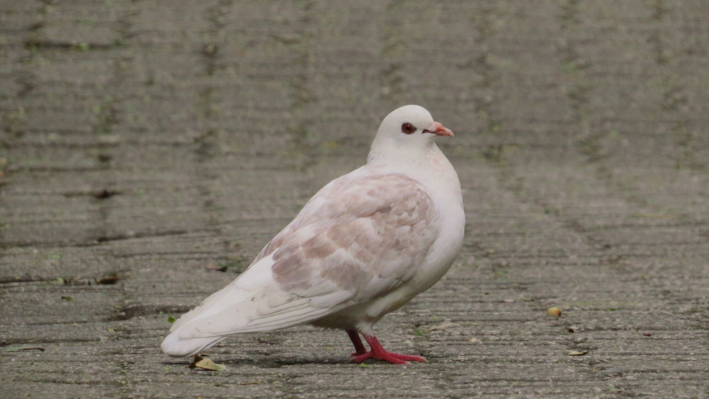 Foto pombo-doméstico (Columba livia) Por Cassiano T Rodrigues | Wiki ...