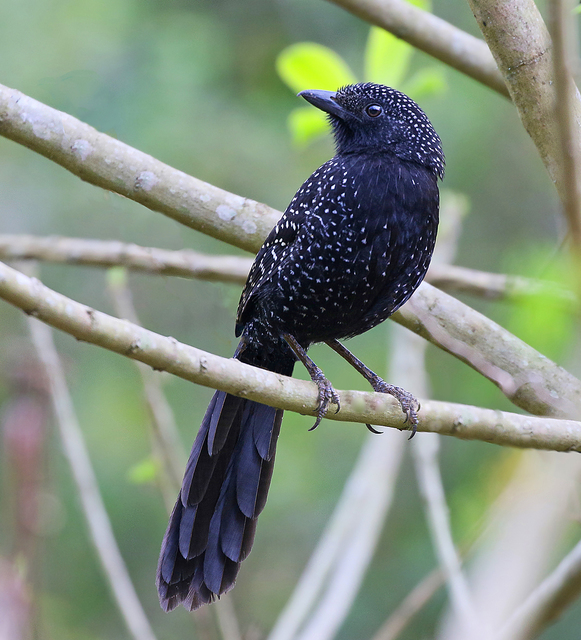 Foto borralhara-assobiadora (Mackenziaena leachii) Por Oscar Abener ...