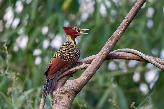 pica-pau-lindo (Celeus spectabilis) | WikiAves - A Enciclopédia das ...