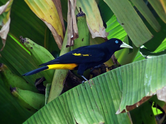 Foto xexéu (Cacicus cela) Por Marcos Leão | Wiki Aves - A Enciclopédia ...