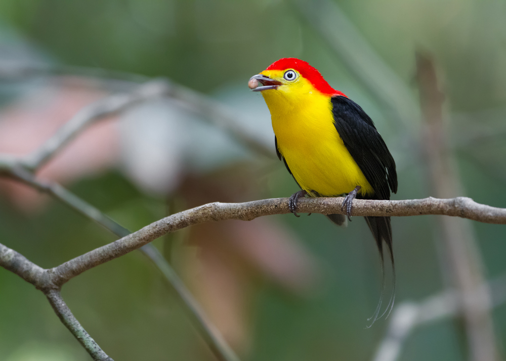 Foto rabo-de-arame (Pipra filicauda) Por Junior Girotto | Wiki Aves - A ...