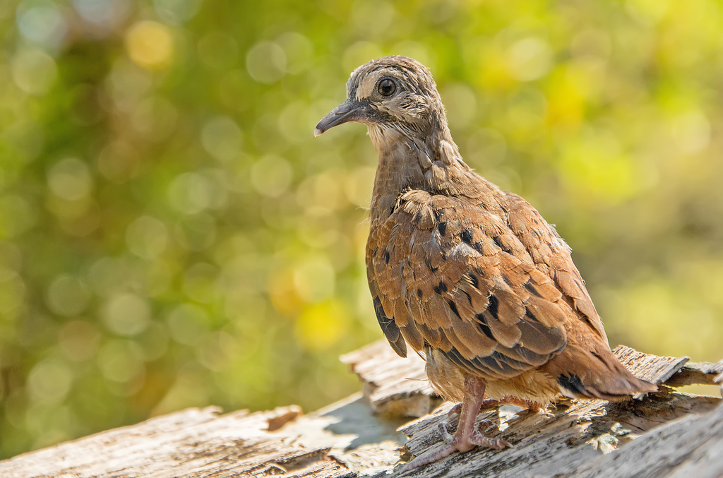 Foto rolinha-roxa (Columbina talpacoti) Por Gustavo Araujo | Wiki Aves ...