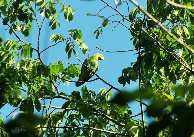 curica-urubu (Pyrilia vulturina) | WikiAves - A Enciclopédia das Aves ...