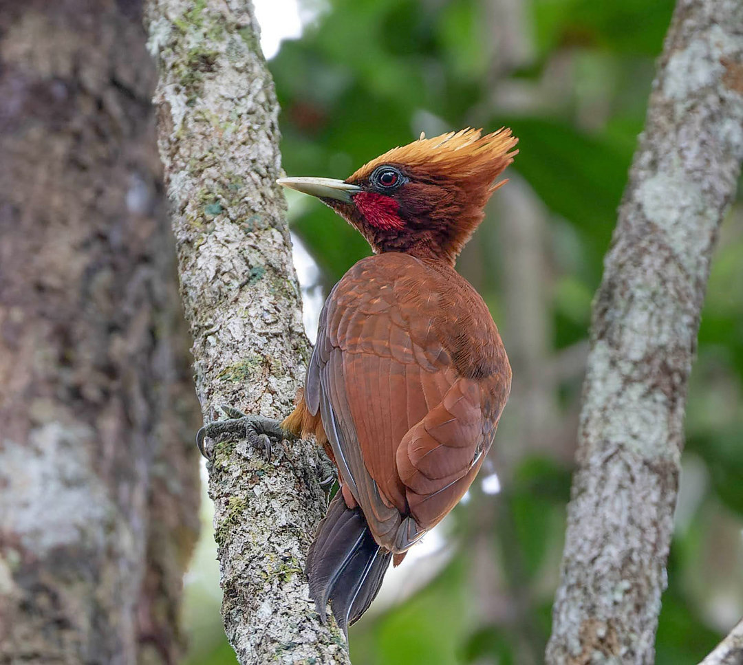 Foto pica-pau-chocolate (Celeus elegans) Por Miguel Veronez | Wiki Aves ...