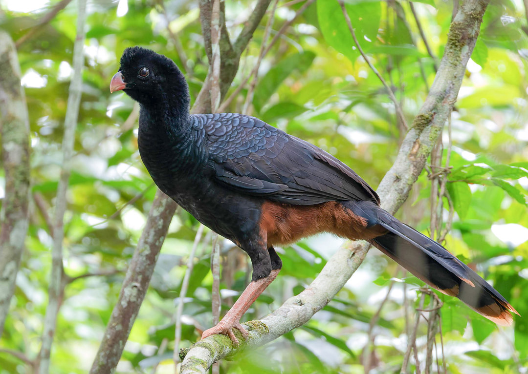 Foto mutum-do-norte (Pauxi tomentosa) Por Miguel Veronez | Wiki Aves ...