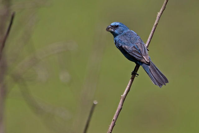 Foto azulinho (Cyanoloxia glaucocaerulea) Por Leonildo Piovesan ...