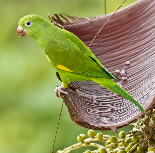 periquito-de-encontro-amarelo (Brotogeris chiriri) | WikiAves - A ...