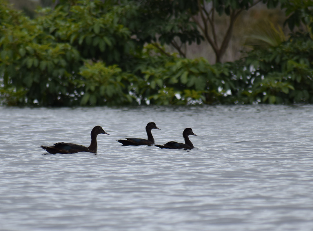 Foto pato-do-mato (Cairina moschata) Por Salli Baggenstoss | Wiki Aves ...