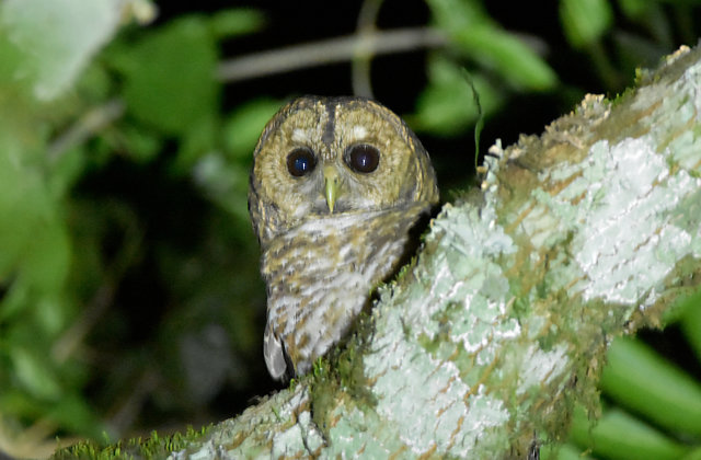 Foto coruja-listrada (Strix hylophila) Por Ricardo O. De Oliveira ...