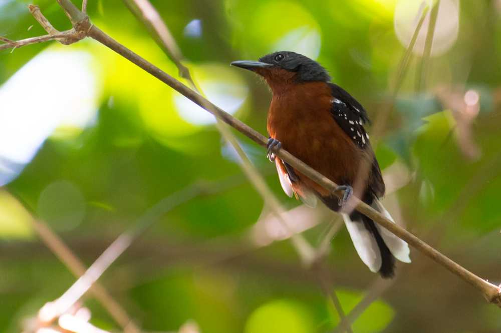 Foto papa-formiga-de-bando (Microrhopias quixensis) Por Joao Quental ...