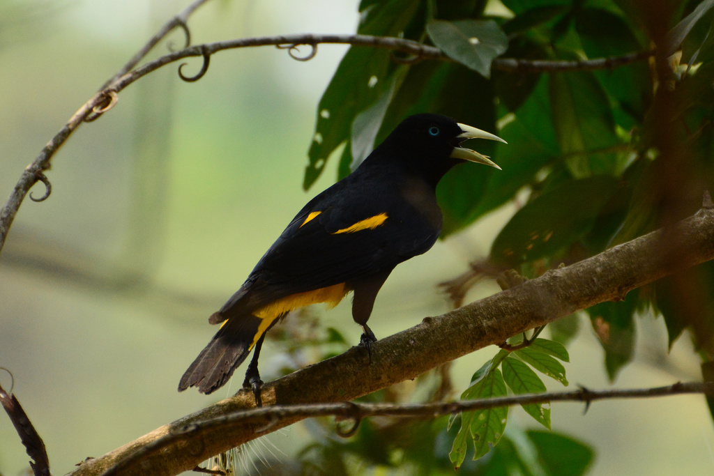 Foto xexéu (Cacicus cela) Por Jean Jr Barcik | Wiki Aves - A ...
