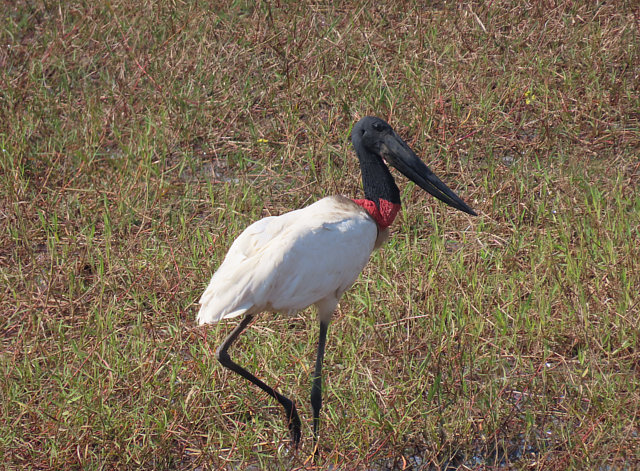 Foto tuiuiú (Jabiru mycteria) Por Raisson T. Rodrigues | Wiki Aves - A ...