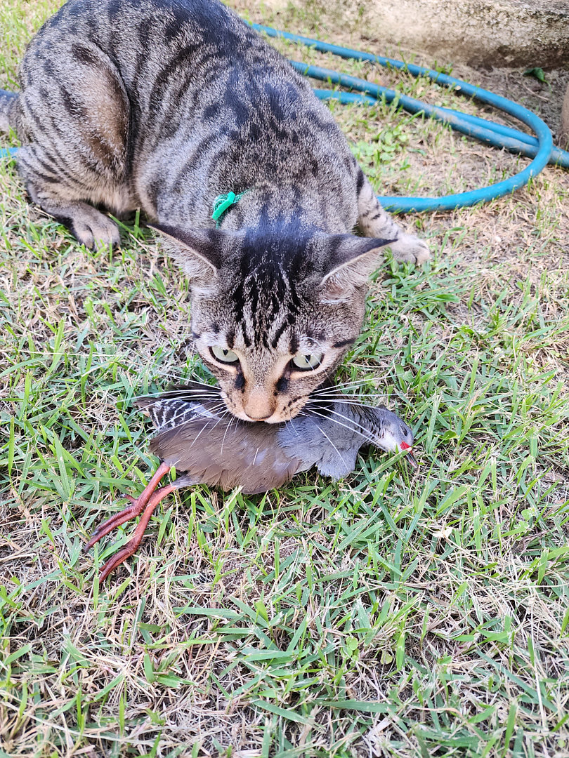 Foto turu-turu (Neocrex erythrops) Por Raul Pommer (Guia) | Wiki Aves ...