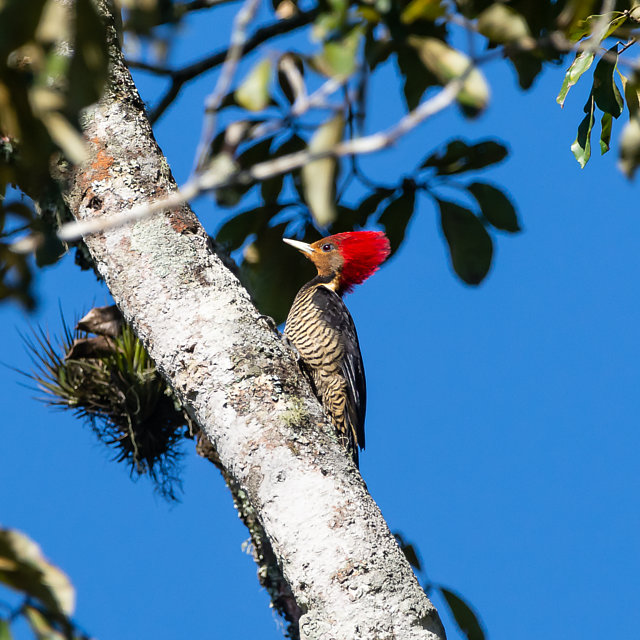 Foto pica-pau-de-cara-canela (Celeus galeatus) Por Nina Wenóli | Wiki Aves - A Enciclopédia das ...