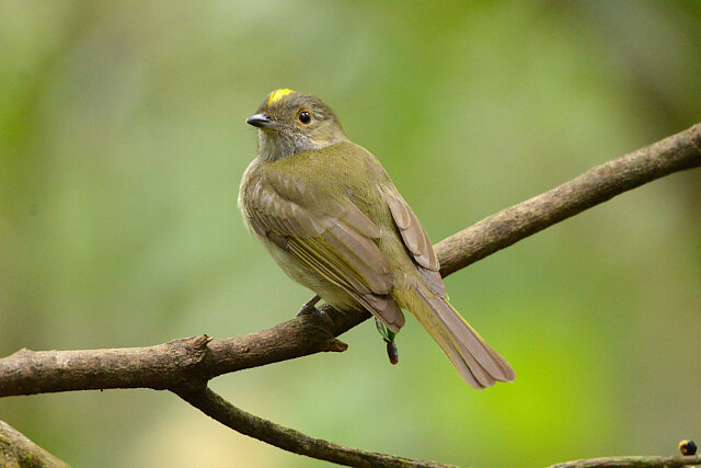 Foto fruxu-do-cerradão (Neopelma pallescens) Por Julio Machado | Wiki ...
