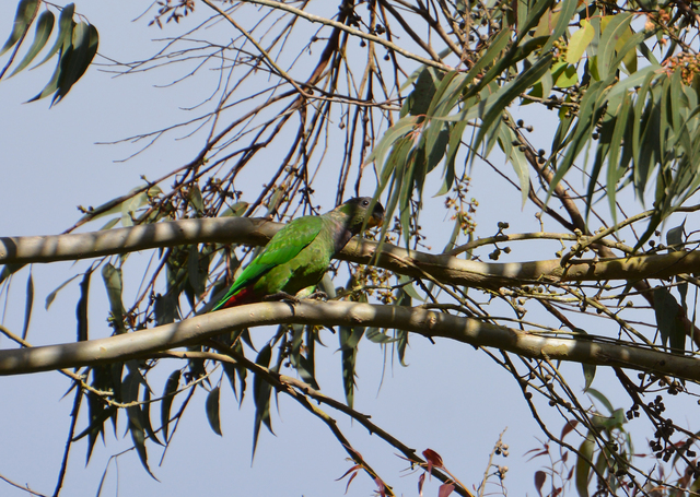Foto maitaca-verde (Pionus maximiliani) Por Carlos Timm | Wiki Aves - A ...