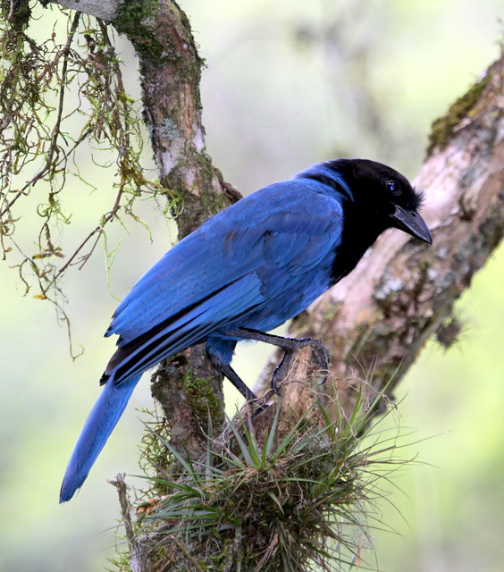 Foto gralha-azul (Cyanocorax caeruleus) Por Kennedy Borges-Road | Wiki ...