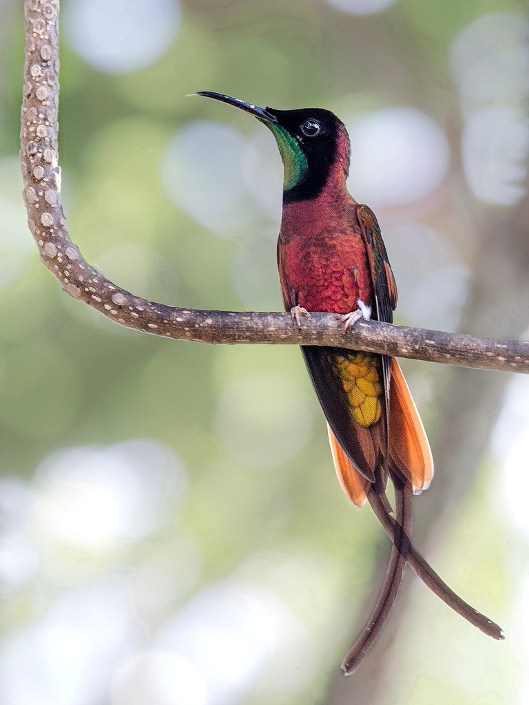 Foto beija-flor-brilho-de-fogo (Topaza pella) Por Guto Balieiro | Wiki ...